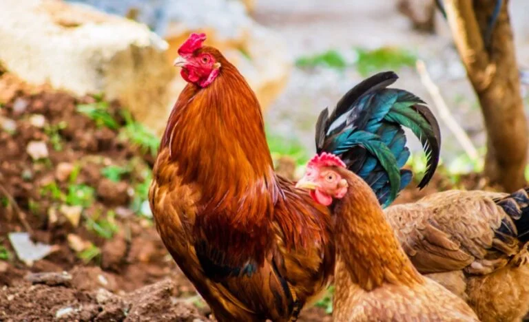 Chicken Symbolism: Spiritual Meaning, Totem, Spirit, & Omens