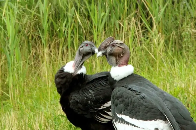 Condor Symbolism: Spiritual Meaning, Totem, Spirit, & Omens