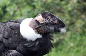 Condor Symbolism: Spiritual Meaning, Totem, Spirit, & Omens