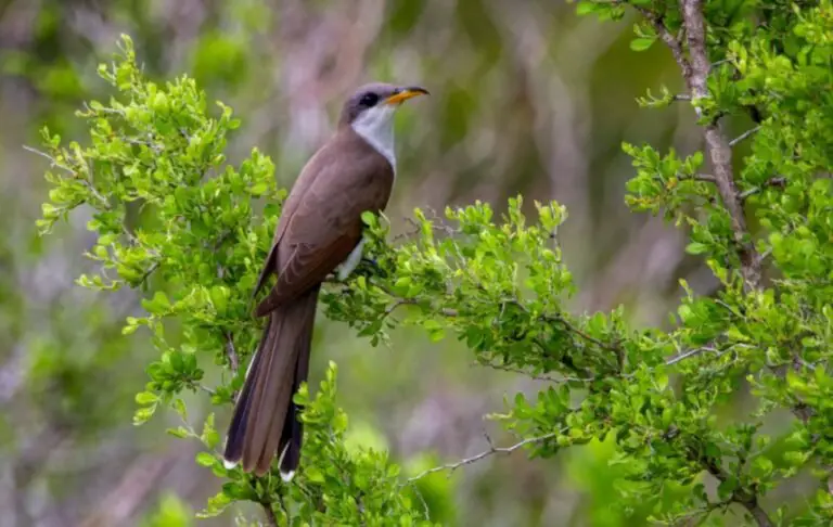Cuckoo Symbolism: Spiritual Meaning, Totem, Spirit, & Omens