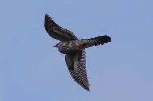 Cuckoo Symbolism: Spiritual Meaning, Totem, Spirit, & Omens