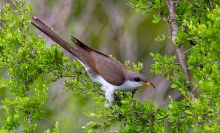 Cuckoo Symbolism: Spiritual Meaning, Totem, Spirit, & Omens