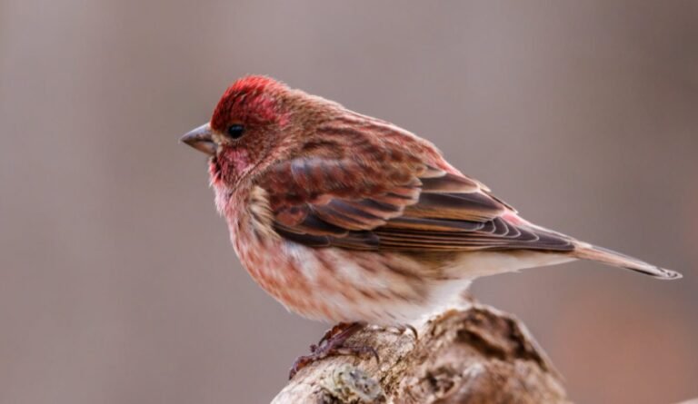 Finch Symbolism: Spiritual Meaning, Totem, Spirit, & Omens