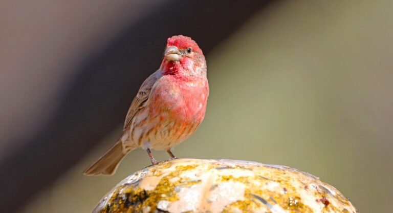 Finch Symbolism: Spiritual Meaning, Totem, Spirit, & Omens