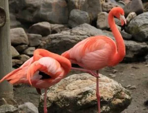Flamingo Symbolism: Spiritual Meaning, Totem, Spirit, Omens