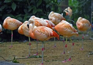 Flamingo Symbolism: Spiritual Meaning, Totem, Spirit, Omens