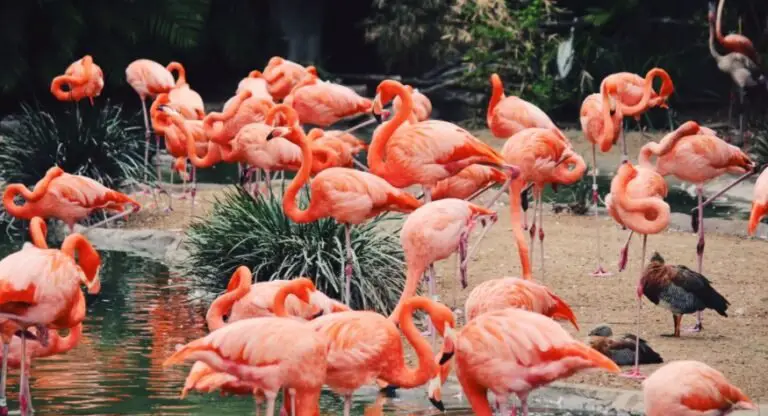 Flamingo Symbolism: Spiritual Meaning, Totem, Spirit, Omens