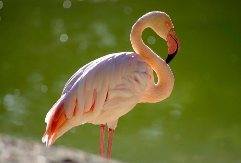 Flamingo Symbolism: Spiritual Meaning, Totem, Spirit, Omens