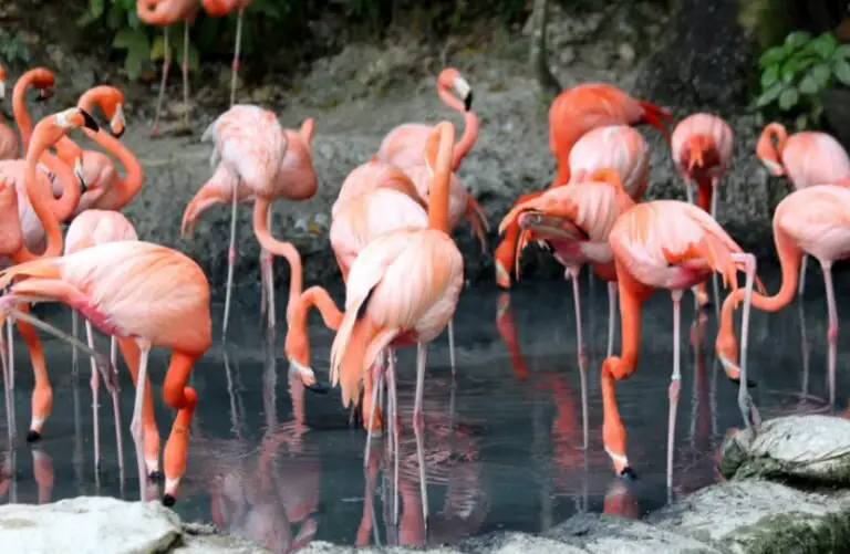 Flamingo Symbolism: Spiritual Meaning, Totem, Spirit, Omens
