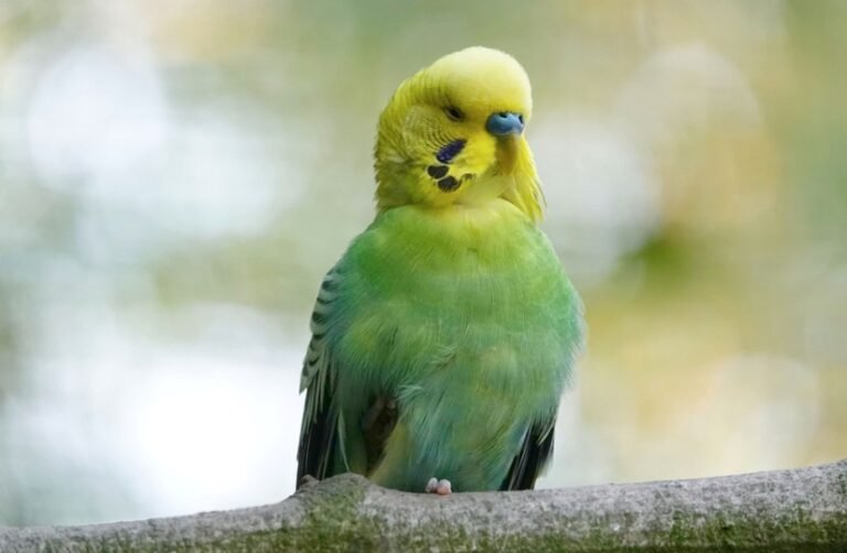 22 Green Birds I Types and Picture I TheBirdPedia
