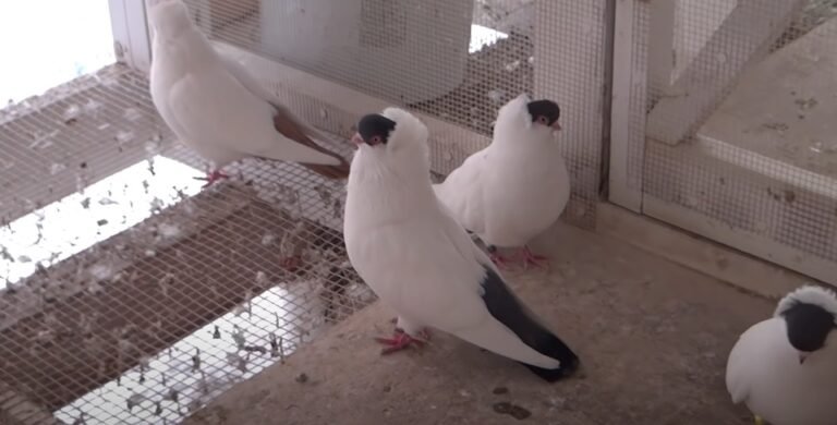 Helmet Pigeon: Description, Pictures, & Fun Facts