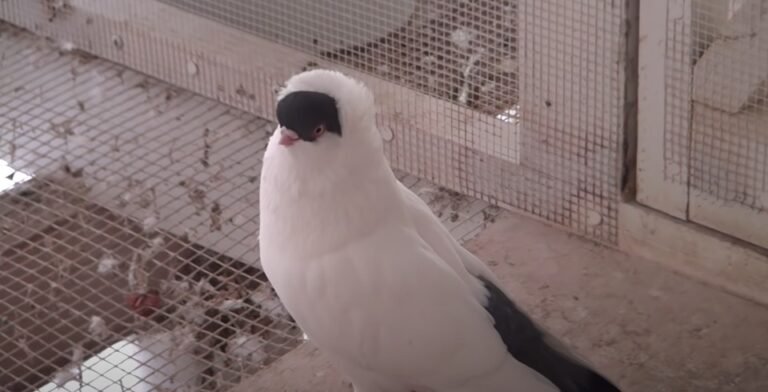 Helmet Pigeon: Description, Pictures, & Fun Facts