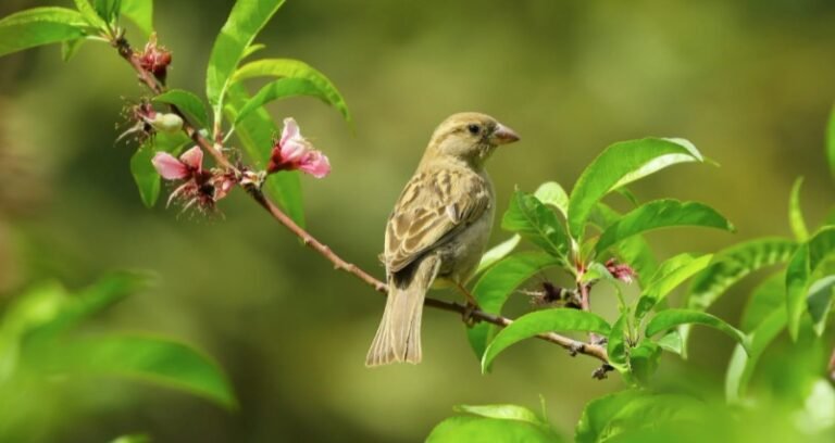 22 Green Birds I Types and Picture I TheBirdPedia