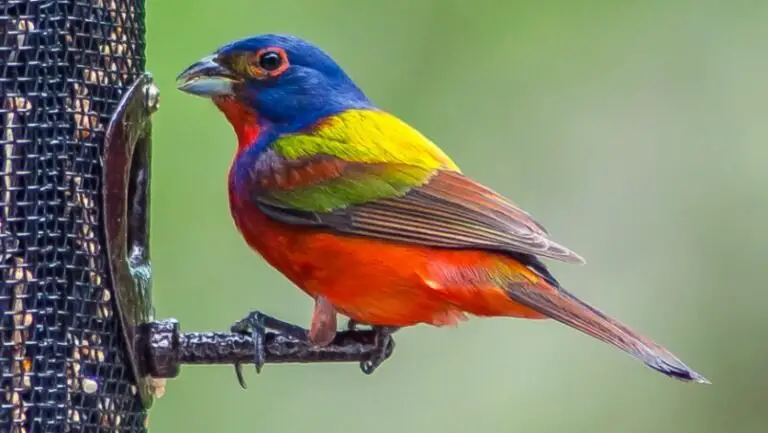 27 Small Birds In Florida: Identification With Pictures & Songs