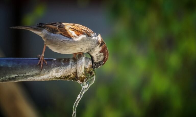 Sparrow Symbolism: Spiritual Meaning, Totem, Spirit, & Omens