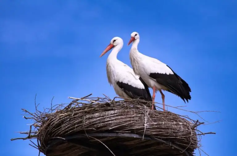 Stork Symbolism: Spiritual Meaning, Totem, Spirit, & Omens