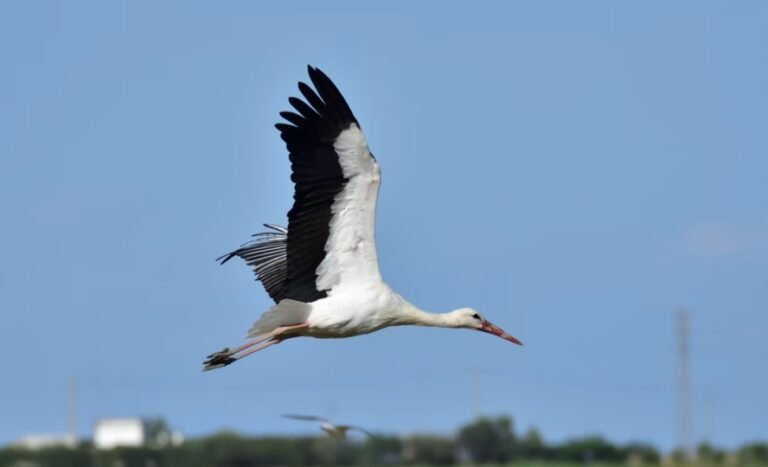 Stork Symbolism: Spiritual Meaning, Totem, Spirit, & Omens