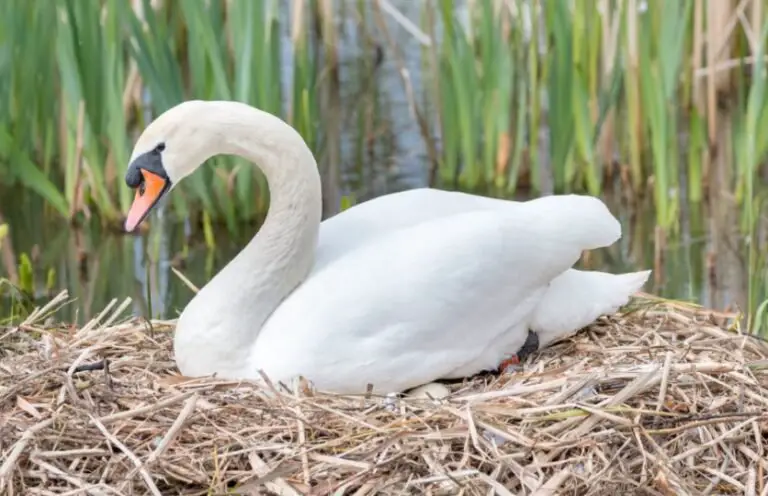 Swan Symbolism: Spiritual Meaning, Totem, Spirit, & Omens