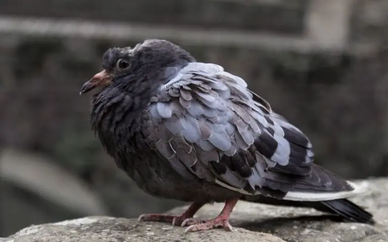 Canker in Pigeons: Symptoms and Treatment I TheBirdPedia