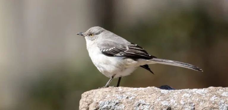 Texas State Bird: Description, Pictures, & Fun Facts