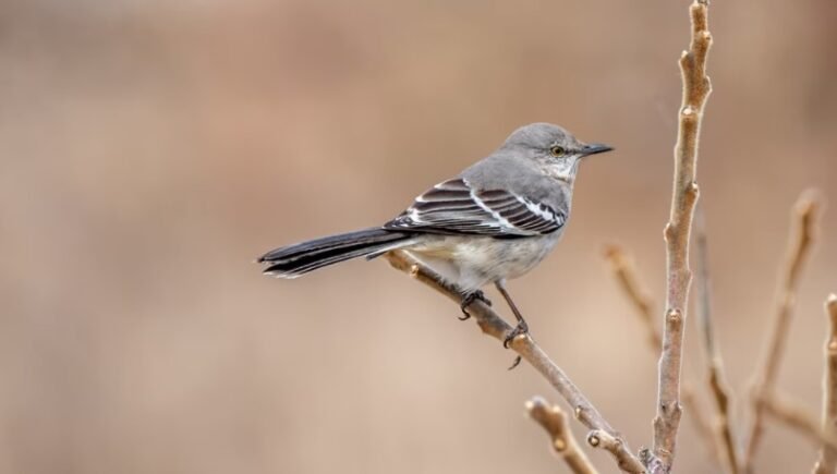 Texas State Bird: Description, Pictures, & Fun Facts