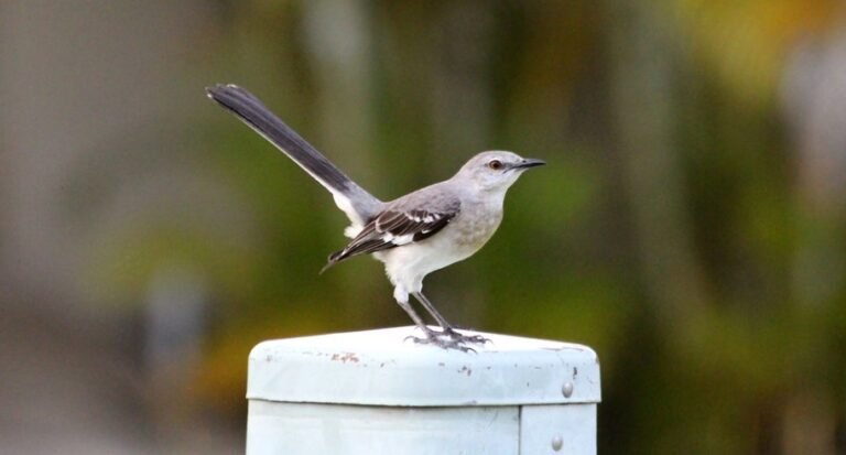 Texas State Bird: Description, Pictures, & Fun Facts