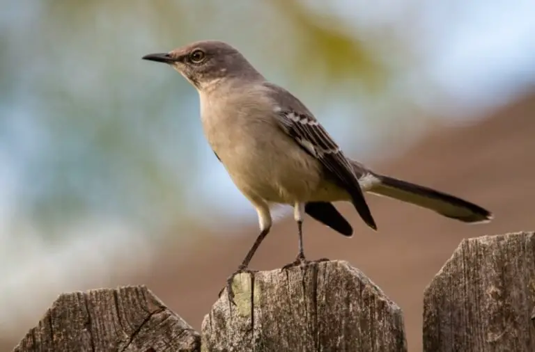 Texas State Bird: Description, Pictures, & Fun Facts