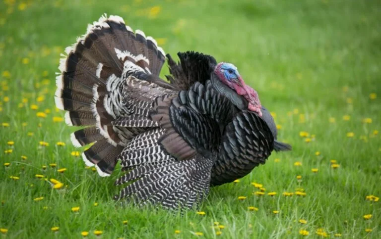 Turkey Symbolism: Spiritual Meaning, Totem, Spirit, & Omens