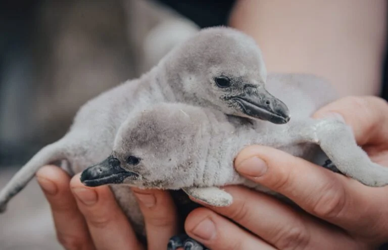 Baby Penguins: All The Facts, Care, Pictures I TheBirdPedia