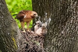 Baby Eagle: All The Facts, Care, and Pictures I TheBirdPedia