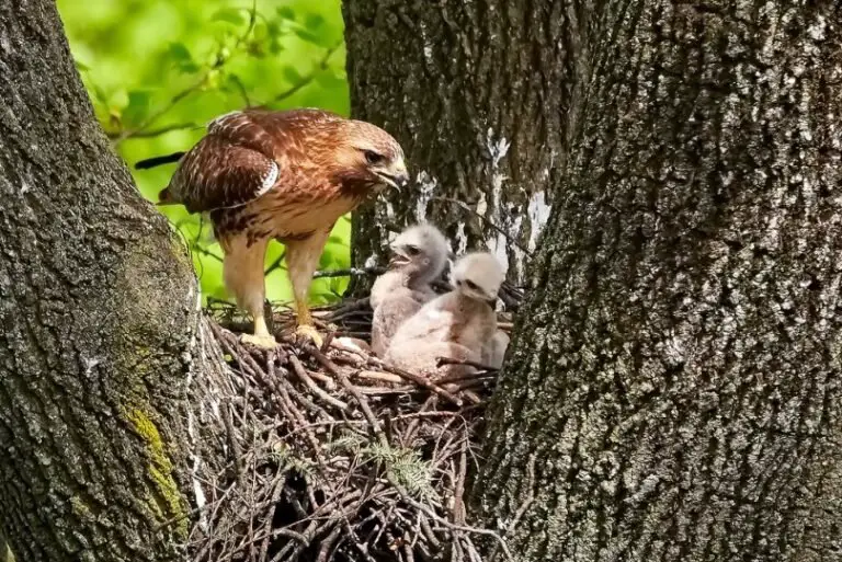 Baby Eagle: All The Facts, Care, and Pictures I TheBirdPedia