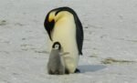 Baby Penguins: All The Facts, Care, Pictures I TheBirdPedia
