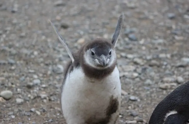 Baby Penguins: All The Facts, Care, Pictures I TheBirdPedia