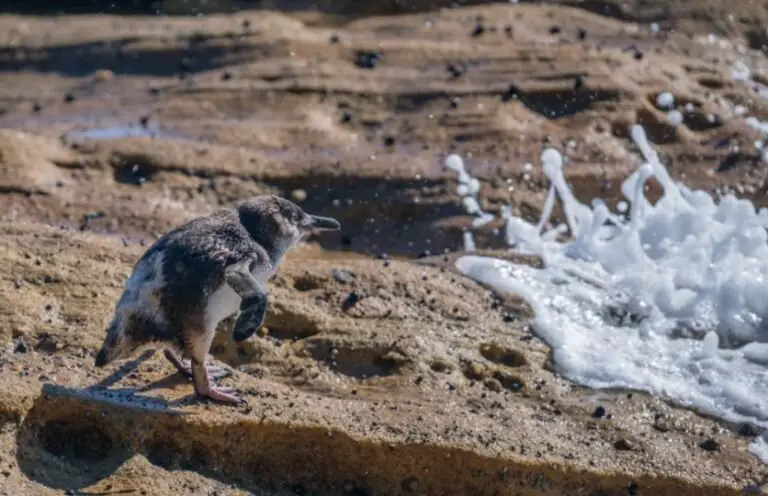 Baby Penguins: All The Facts, Care, Pictures I TheBirdPedia