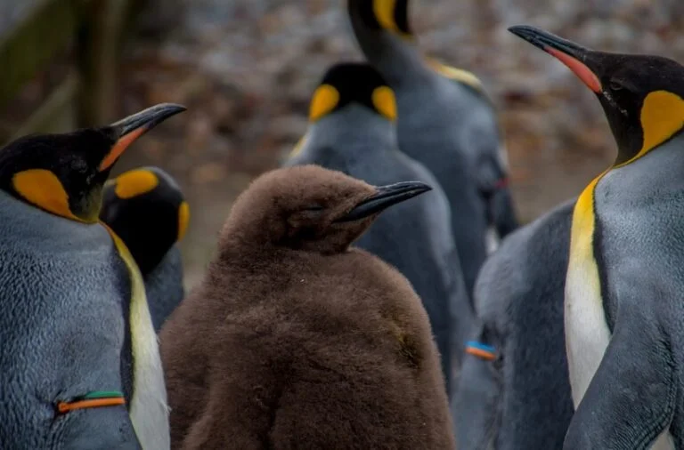 Baby Penguins: All The Facts, Care, Pictures I TheBirdPedia