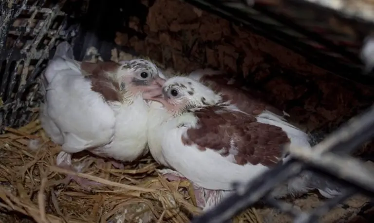 Baby Birds: All The Facts, Care, And Pictures I TheBirdPedia