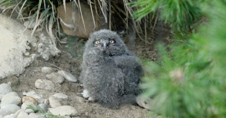 Baby Owl: All The Facts, Care, and Pictures I TheBirdPedia