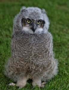 Baby Owl: All The Facts, Care, and Pictures I TheBirdPedia