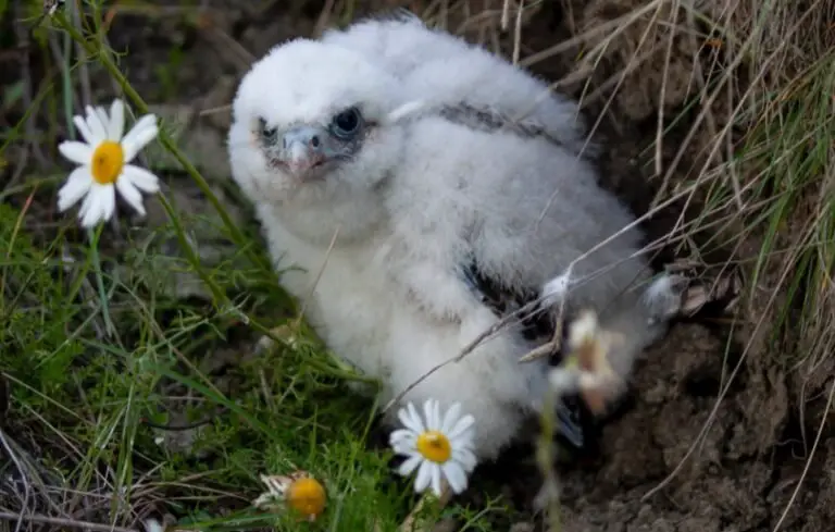 Baby Owl: All The Facts, Care, and Pictures I TheBirdPedia