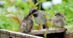 Baby Birds: All The Facts, Care, And Pictures I TheBirdPedia