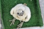 Baby Eagle: All The Facts, Care, and Pictures I TheBirdPedia