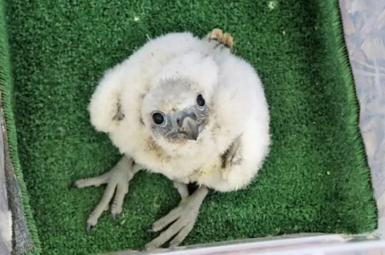 Baby Eagle: All The Facts, Care, and Pictures I TheBirdPedia