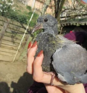 Baby Pigeons: All the Facts, Care, & Pictures I TheBirdPedia