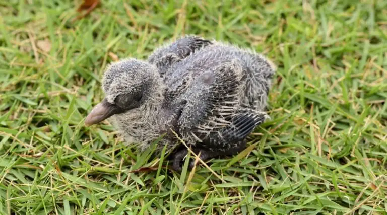 Baby Pigeons: All the Facts, Care, & Pictures I TheBirdPedia