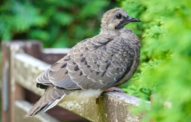 Baby Pigeons: All the Facts, Care, & Pictures I TheBirdPedia