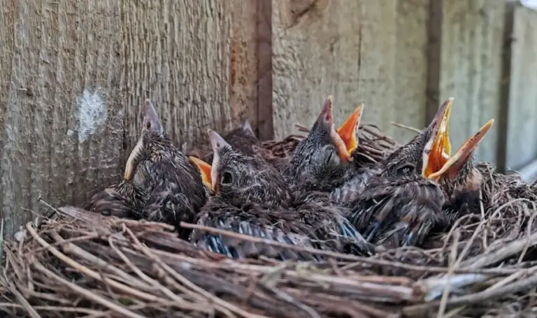 Baby Birds: All The Facts, Care, And Pictures I TheBirdPedia