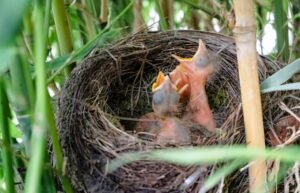 Baby Birds: All The Facts, Care, And Pictures I TheBirdPedia