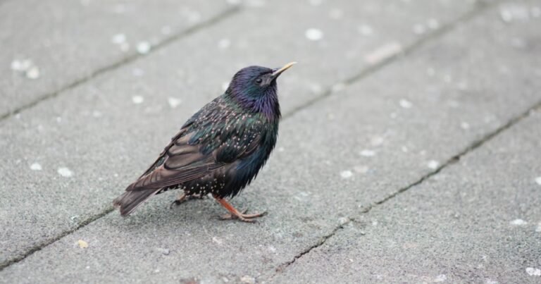 Baby Birds: All The Facts, Care, And Pictures I TheBirdPedia